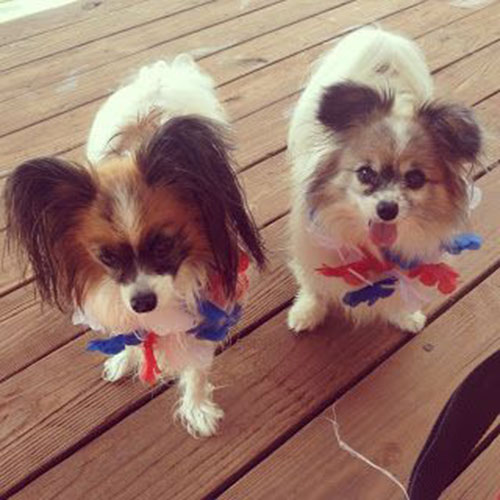 Lovely 4th of July Dogs To Celebrate Today! - B. Lovely Events